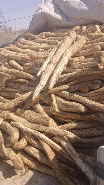 肉苁蓉长什么样_肉苁蓉图片描述-第2张图片-山城妙识