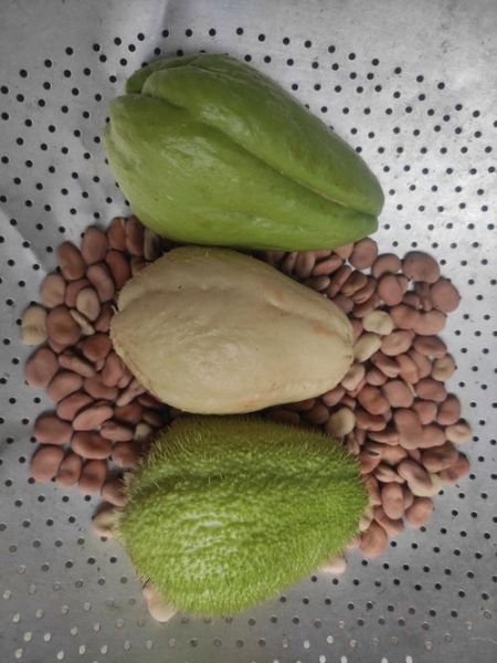 洋丝瓜图片长什么样_洋丝瓜和佛手瓜区别-第1张图片-山城妙识 洋丝瓜图片长什么样_洋丝瓜和佛手瓜区别-第1张图片-山城妙识