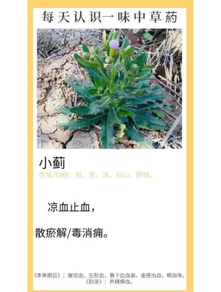 小蓟泡水喝有什么功效_小蓟泡水喝的禁忌-第1张图片-山城妙识