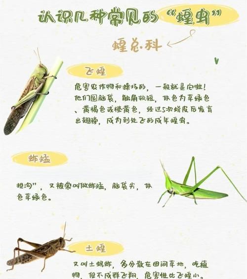 蚱蜢怎么养_蚱蜢吃什么食物-第3张图片-山城妙识