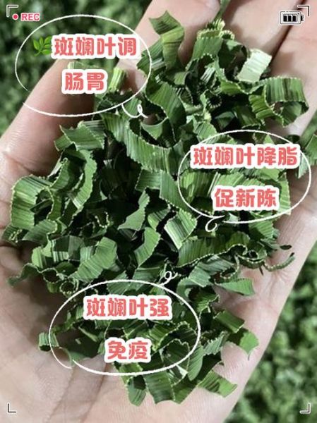 斑斓是什么植物_斑斓叶能吃吗-第2张图片-山城妙识