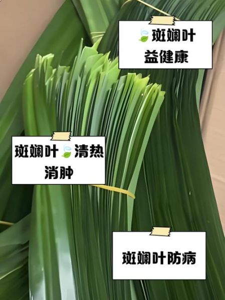 斑斓是什么植物_斑斓叶能吃吗-第1张图片-山城妙识