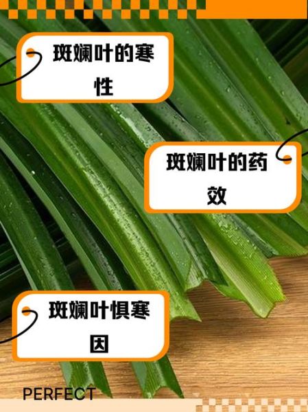 斑斓是什么植物_斑斓叶能吃吗-第3张图片-山城妙识