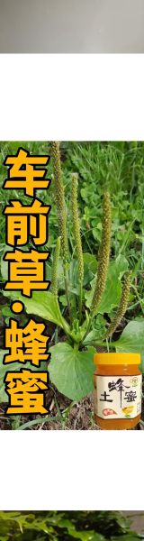 车前草一般喝几天_车前草喝多久见效-第1张图片-山城妙识