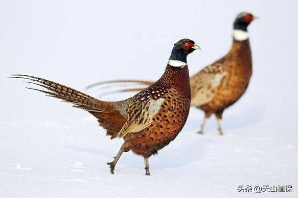 野鸡和山鸡的区别_野鸡是不是保护动物-第3张图片-山城妙识