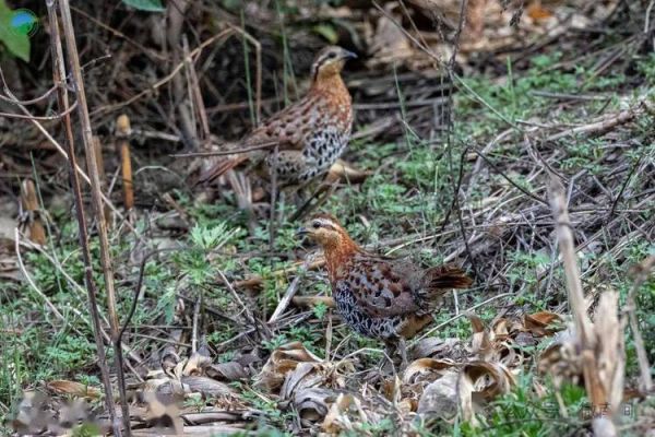 野鸡和山鸡的区别_野鸡是不是保护动物-第2张图片-山城妙识