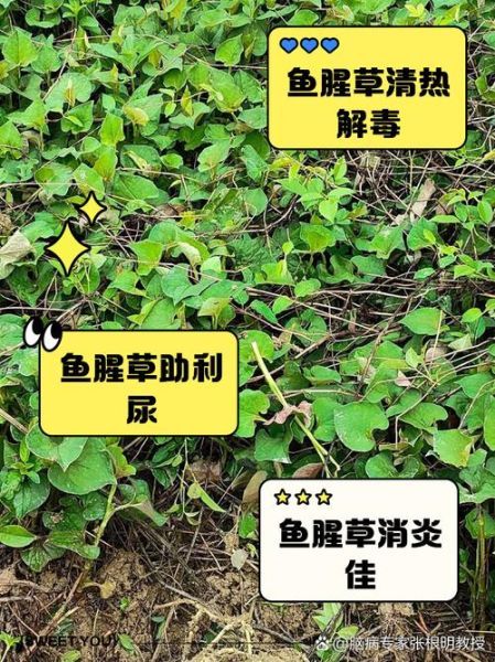 鱼腥草泡水喝的功效_鱼腥草泡水能天天喝吗-第3张图片-山城妙识