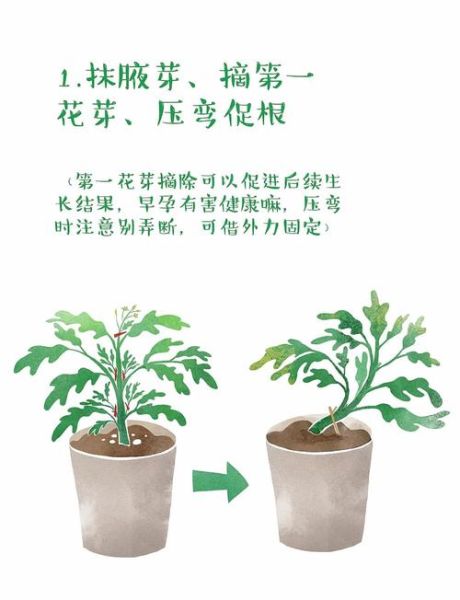 西红柿怎么种_西红柿种植时间和方法-第2张图片-山城妙识
