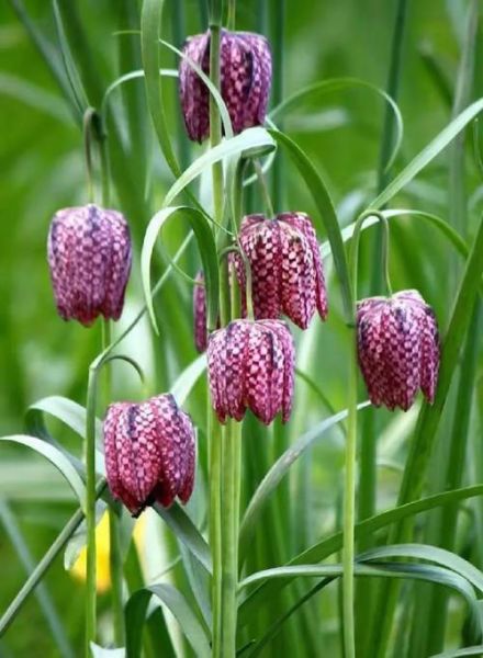 贝母花片的功效与作用_贝母花片怎么吃效果最好-第2张图片-山城妙识