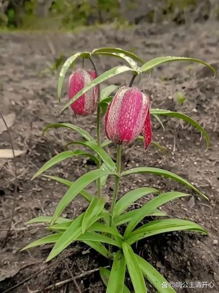 贝母花片的功效与作用_贝母花片怎么吃效果最好-第3张图片-山城妙识