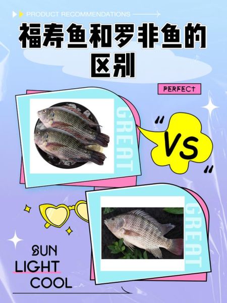 花雕鱼是罗非鱼吗_花雕鱼和罗非鱼的区别-第2张图片-山城妙识