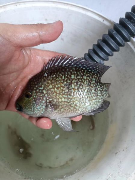 花雕鱼是罗非鱼吗_花雕鱼和罗非鱼的区别-第1张图片-山城妙识