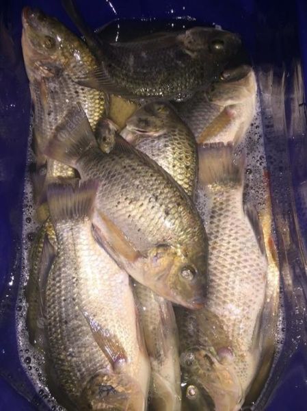 花雕鱼是罗非鱼吗_花雕鱼和罗非鱼的区别-第3张图片-山城妙识