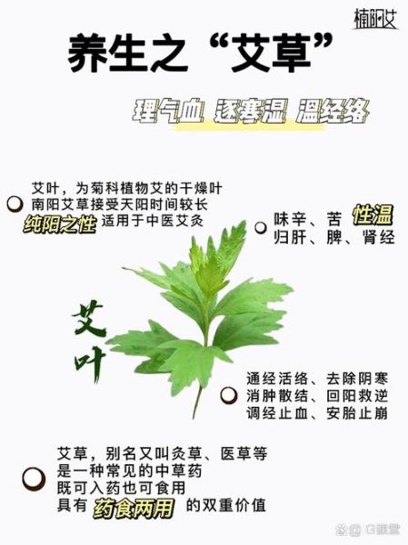 艾叶草的功效与作用_艾叶草怎么用效果最好-第2张图片-山城妙识