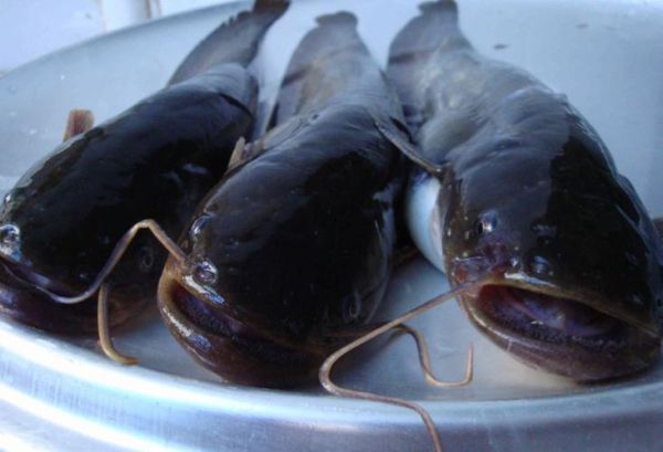 鲶鱼图片大全_鲶鱼高清图片怎么拍-第3张图片-山城妙识