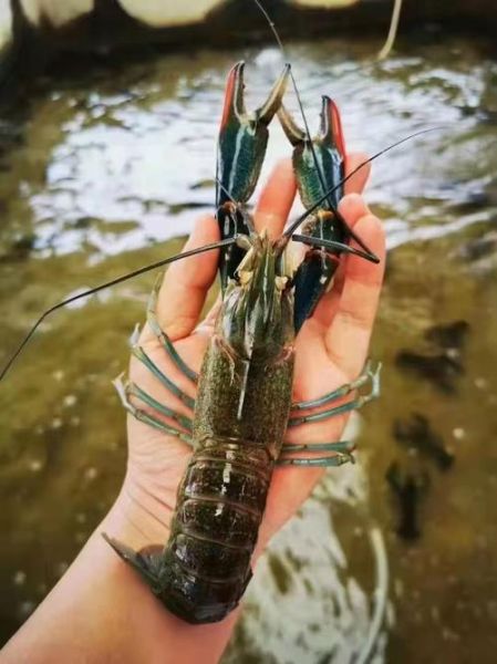 澳龙和波龙哪个贵_澳龙和波龙价格区别-第3张图片-山城妙识