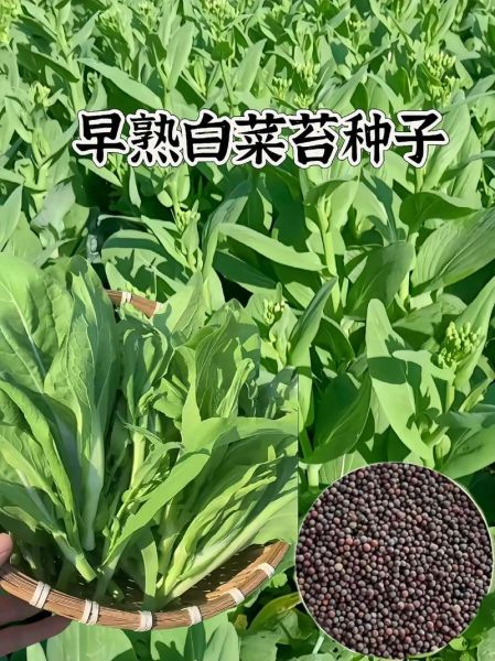菜苔什么时候种_菜苔怎么种才高产-第1张图片-山城妙识