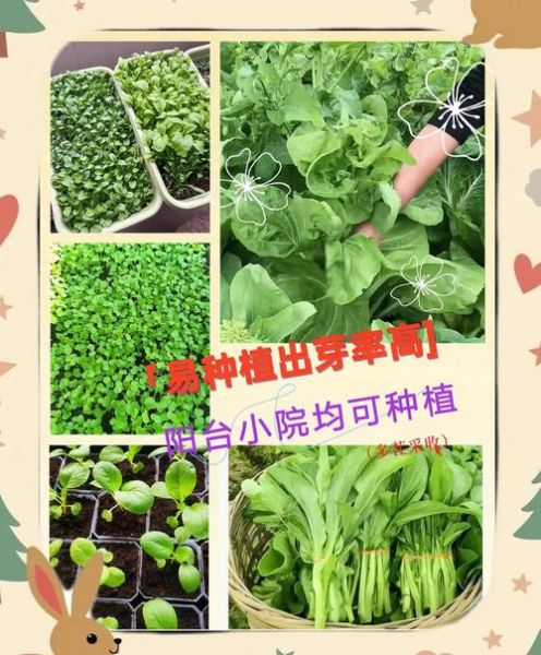 菜苔什么时候种_菜苔怎么种才高产-第2张图片-山城妙识