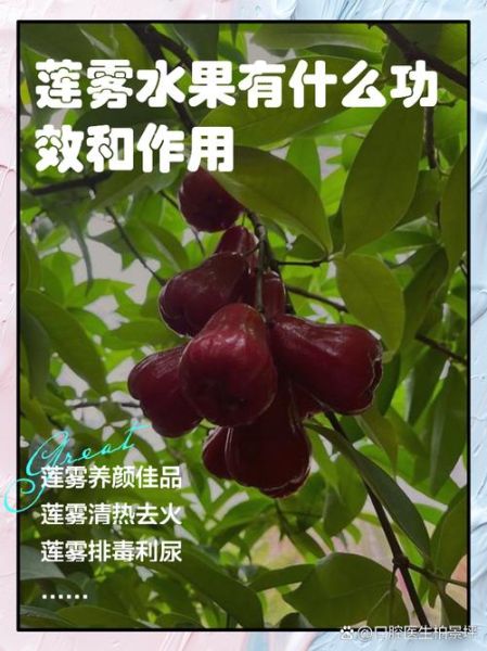 释迦果和莲雾可以一起吃吗_夫妻果禁忌-第1张图片-山城妙识 释迦果和莲雾可以一起吃吗_夫妻果禁忌-第1张图片-山城妙识