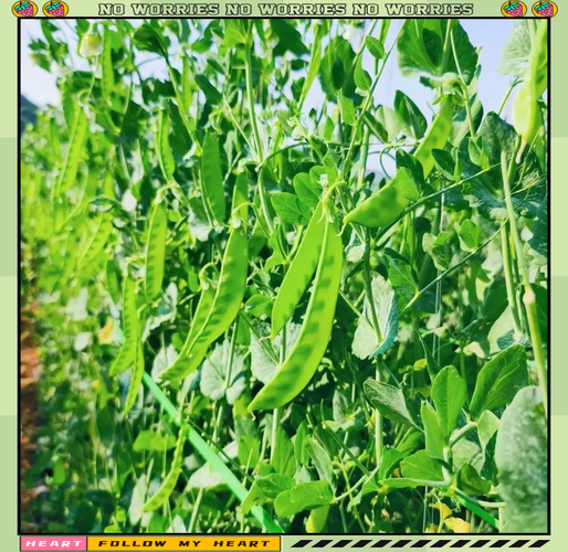 荷兰豆的营养价值_荷兰豆适合减肥吗-第1张图片-山城妙识