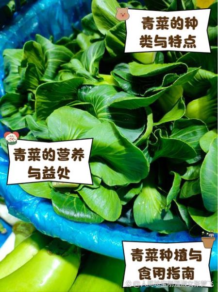 青菜的种类大全图片_如何区分常见青菜-第3张图片-山城妙识