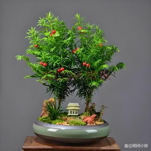 红豆杉怎么养_红豆杉盆景多久浇一次水-第1张图片-山城妙识