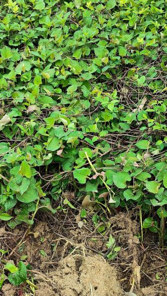 鱼腥草图片及功效与作用_鱼腥草怎么吃效果最好-第1张图片-山城妙识 鱼腥草图片及功效与作用_鱼腥草怎么吃效果最好-第1张图片-山城妙识