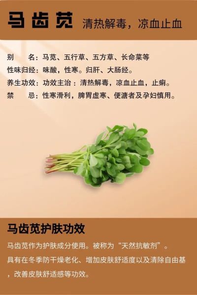 马齿苋能治什么病_马齿苋的副作用有哪些-第3张图片-山城妙识