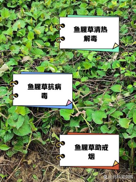 鱼腥草图片及功效与作用_鱼腥草怎么吃效果最好-第3张图片-山城妙识 鱼腥草图片及功效与作用_鱼腥草怎么吃效果最好-第3张图片-山城妙识