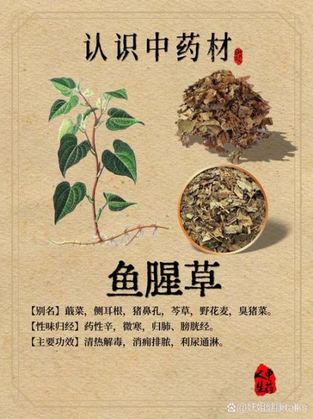 鱼腥草图片及功效与作用_鱼腥草怎么吃效果最好-第2张图片-山城妙识 鱼腥草图片及功效与作用_鱼腥草怎么吃效果最好-第2张图片-山城妙识