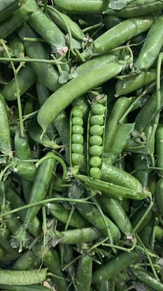 白豌豆和青豌豆哪个好_营养价值对比-第1张图片-山城妙识