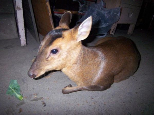 麂子长什么样_麂子图片怎么识别真假-第1张图片-山城妙识