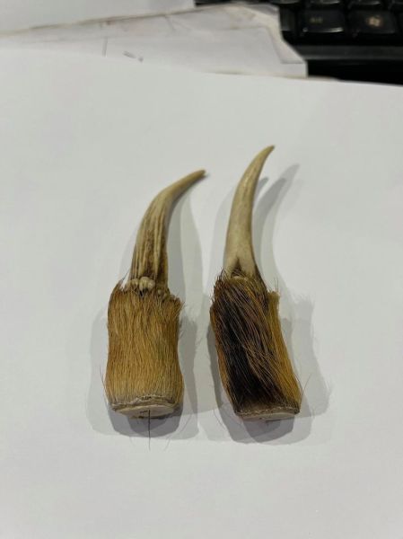 麂子长什么样_麂子图片怎么识别真假-第2张图片-山城妙识