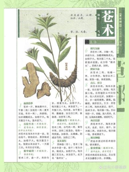 苍术的功效与作用_苍术主治哪些病-第2张图片-山城妙识