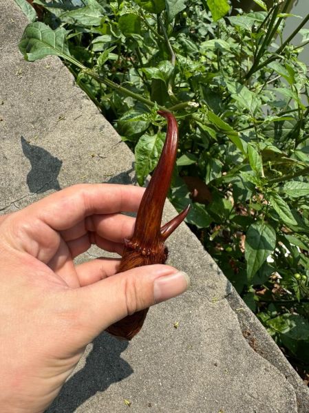 麂子长什么样_麂子图片怎么识别真假-第3张图片-山城妙识