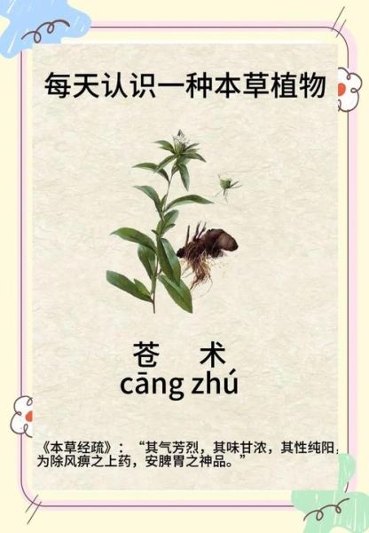 苍术的功效与作用_苍术主治哪些病-第3张图片-山城妙识