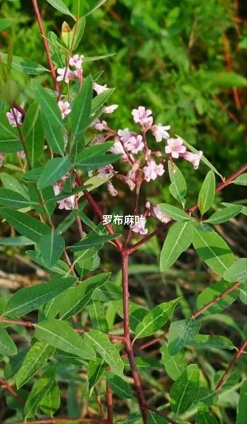 罗布麻叶降血压吗_罗布麻叶的功效与作用-第2张图片-山城妙识 罗布麻叶降血压吗_罗布麻叶的功效与作用-第2张图片-山城妙识