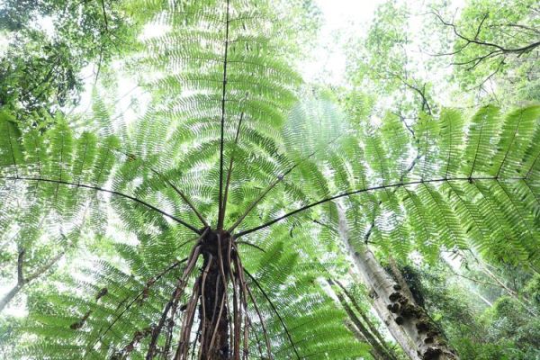 裟椤双树图片_如何拍出意境感-第2张图片-山城妙识