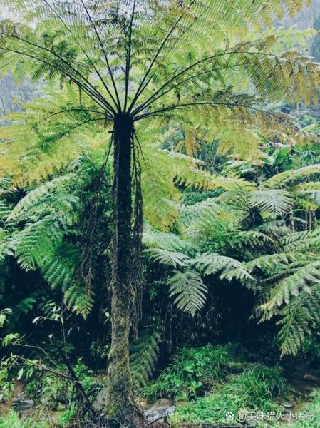 裟椤双树图片_如何拍出意境感-第1张图片-山城妙识