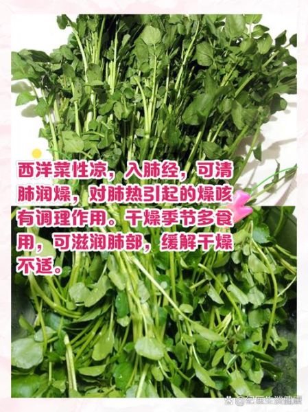 西洋菜又叫什么_西洋菜别名有哪些-第1张图片-山城妙识