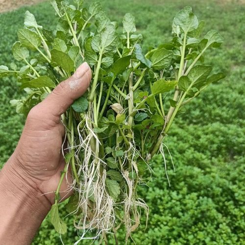 西洋菜又叫什么_西洋菜别名有哪些-第2张图片-山城妙识