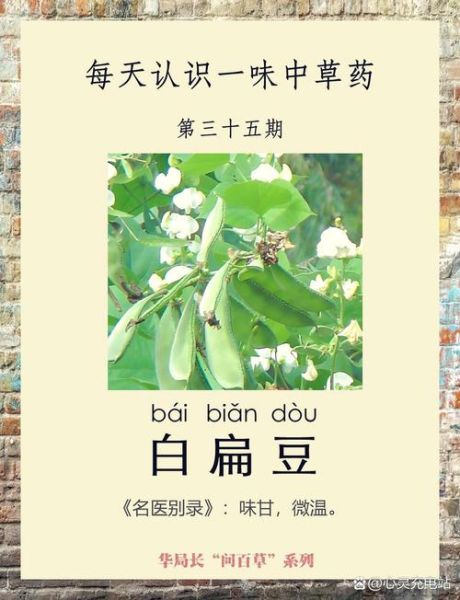 药用白扁豆长什么样_如何辨别真假-第1张图片-山城妙识