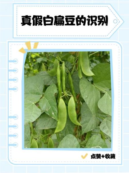 药用白扁豆长什么样_如何辨别真假-第2张图片-山城妙识