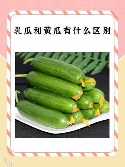 乳瓜图片_乳瓜和黄瓜区别-第2张图片-山城妙识