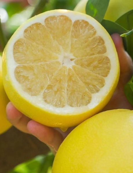 葡萄柚的正确吃法_葡萄柚怎么吃才不苦-第3张图片-山城妙识 葡萄柚的正确吃法_葡萄柚怎么吃才不苦-第3张图片-山城妙识