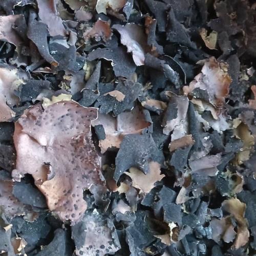 石耳图片怎么鉴别真假_石耳长什么样-第3张图片-山城妙识