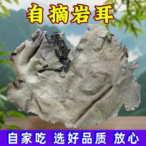 石耳图片怎么鉴别真假_石耳长什么样-第1张图片-山城妙识