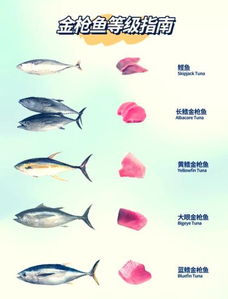 柴鱼是什么鱼_柴鱼和金枪鱼的区别-第2张图片-山城妙识