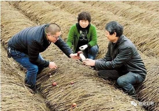 农村十大暴利行业有哪些_农村创业做什么最赚钱-第1张图片-山城妙识