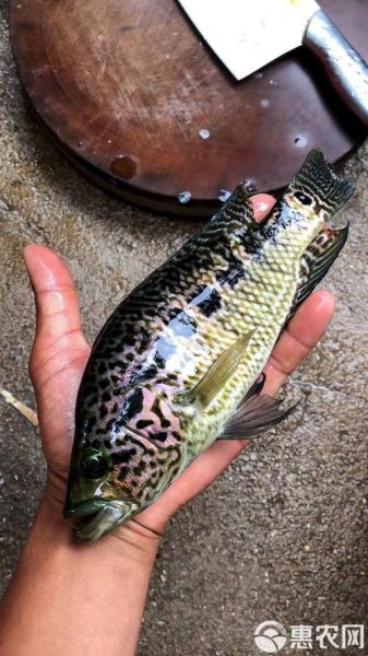 淡水石斑鱼苗多少钱_淡水石斑鱼苗怎么养-第3张图片-山城妙识 淡水石斑鱼苗多少钱_淡水石斑鱼苗怎么养-第3张图片-山城妙识